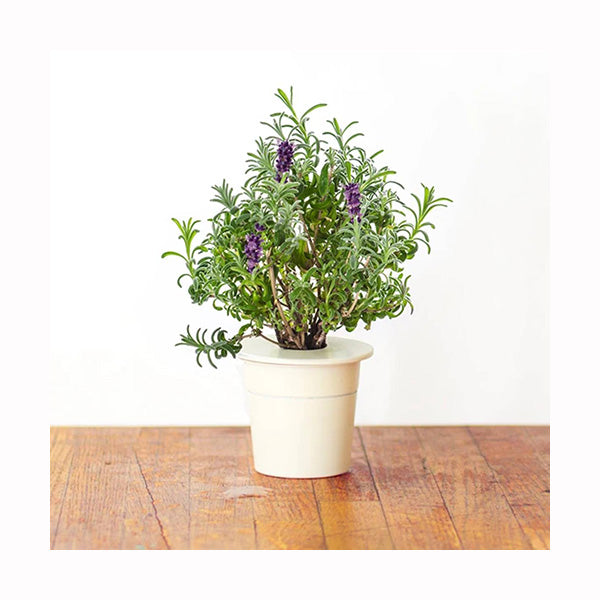 Click and Grow Lavender Plant Pods Price in Lebanon – Mobileleb